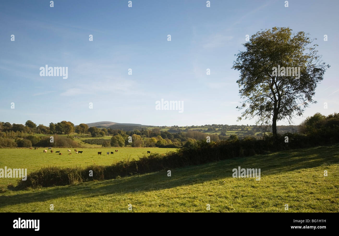 Farm animals in distance hi-res stock photography and images - Alamy