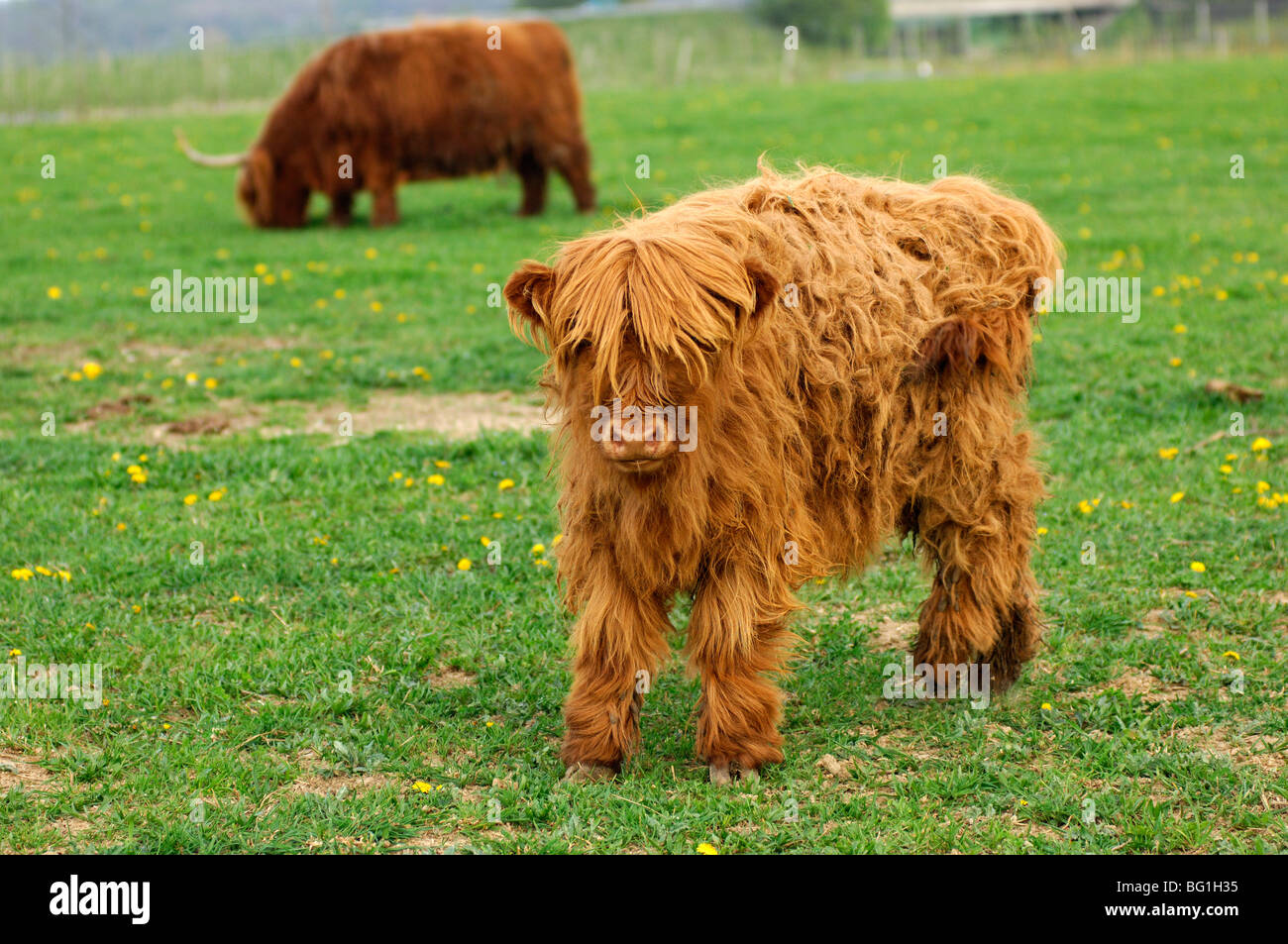 Calf, red-brown Highland Cattle, Kyloe Stock Photo - Alamy