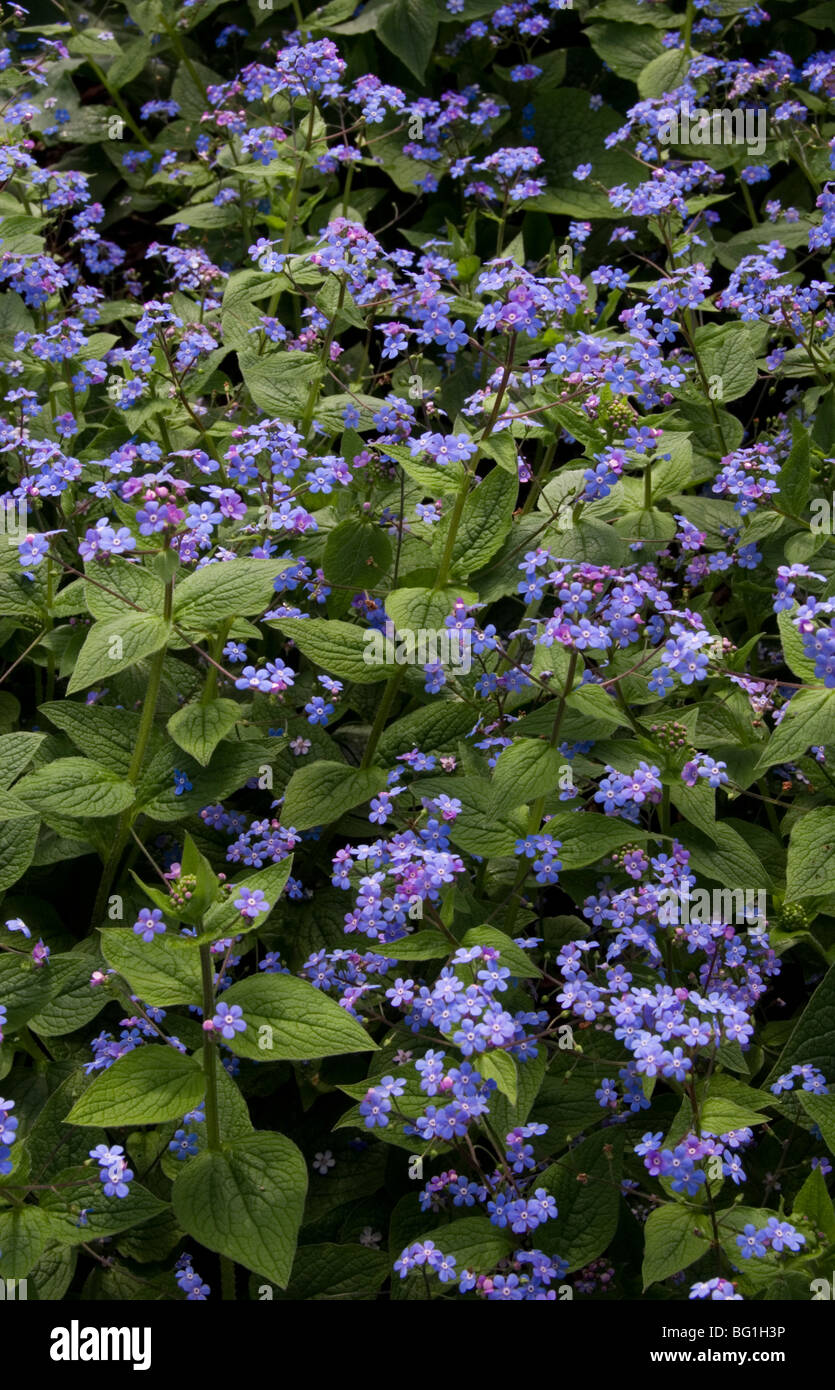 Brunnera Macrophylla Stock Photos & Brunnera Macrophylla Stock Images ...
