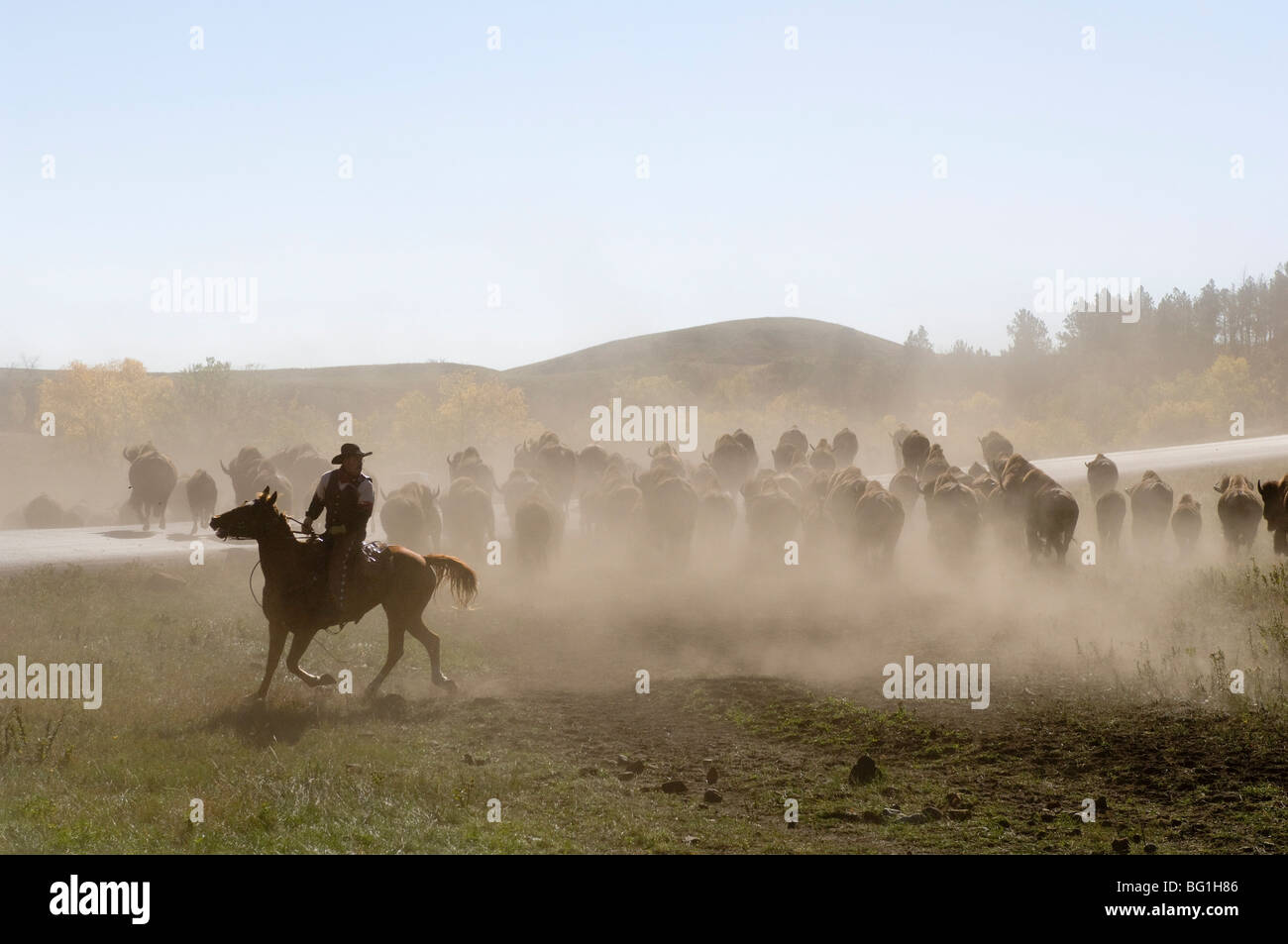 Cowboy pushing herd at Bison Roundup, Custer State Park, Black Hills ...