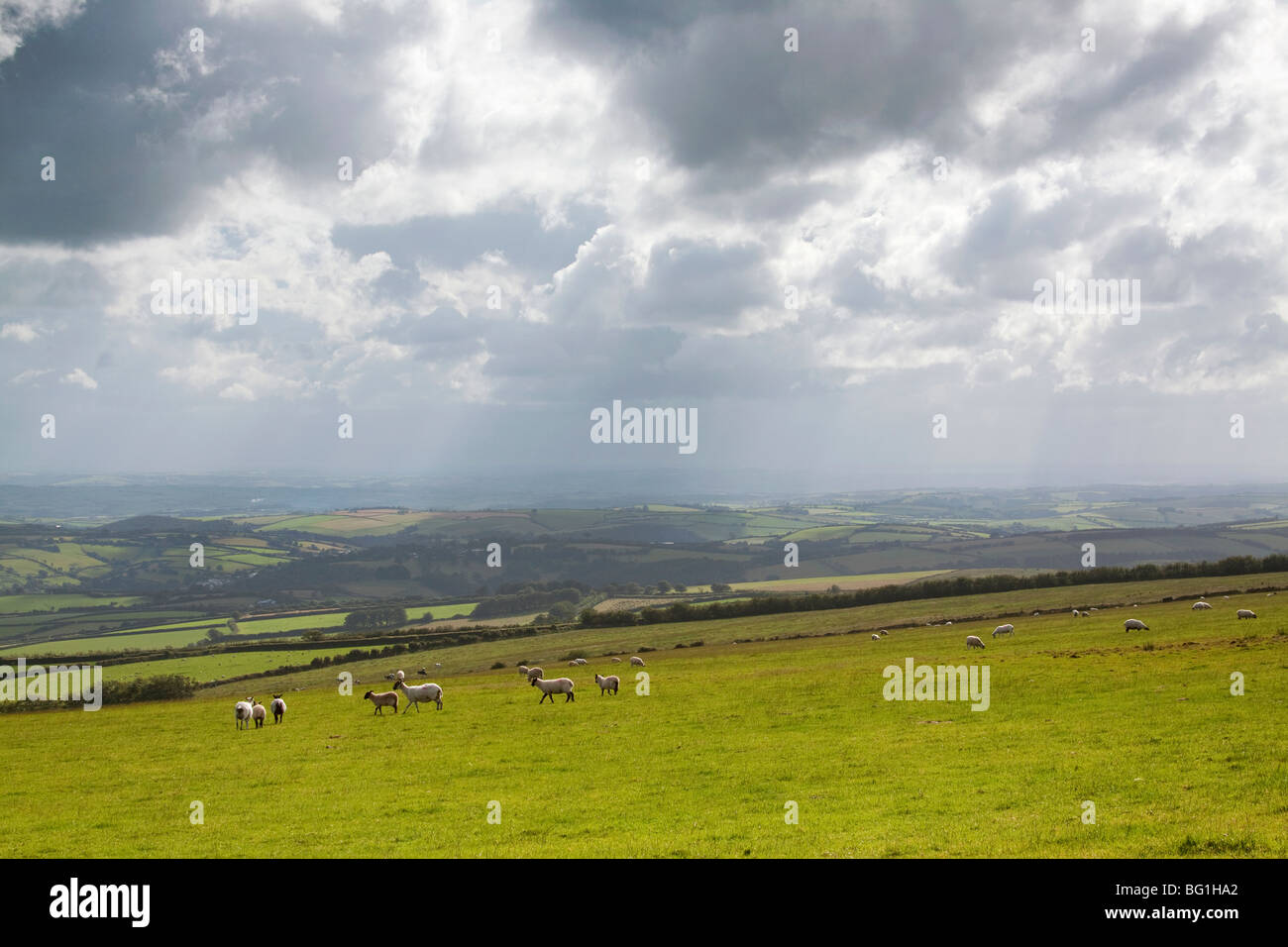 A traditional Devon countryside scene, sheep in a field overlooking a ...