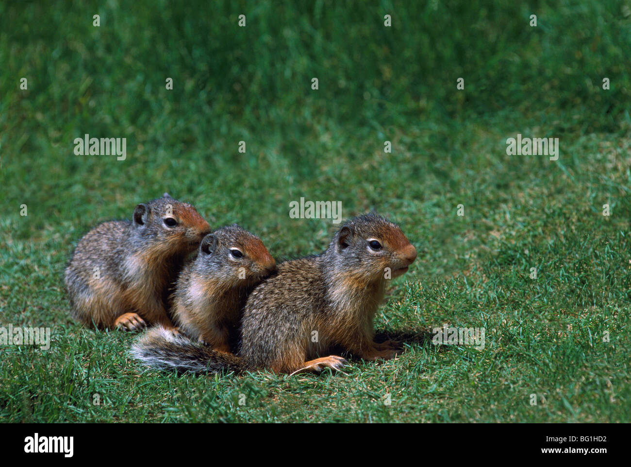 Columbian Ground Squirrels (Spermophilus columbianus), Squirrel Family ...