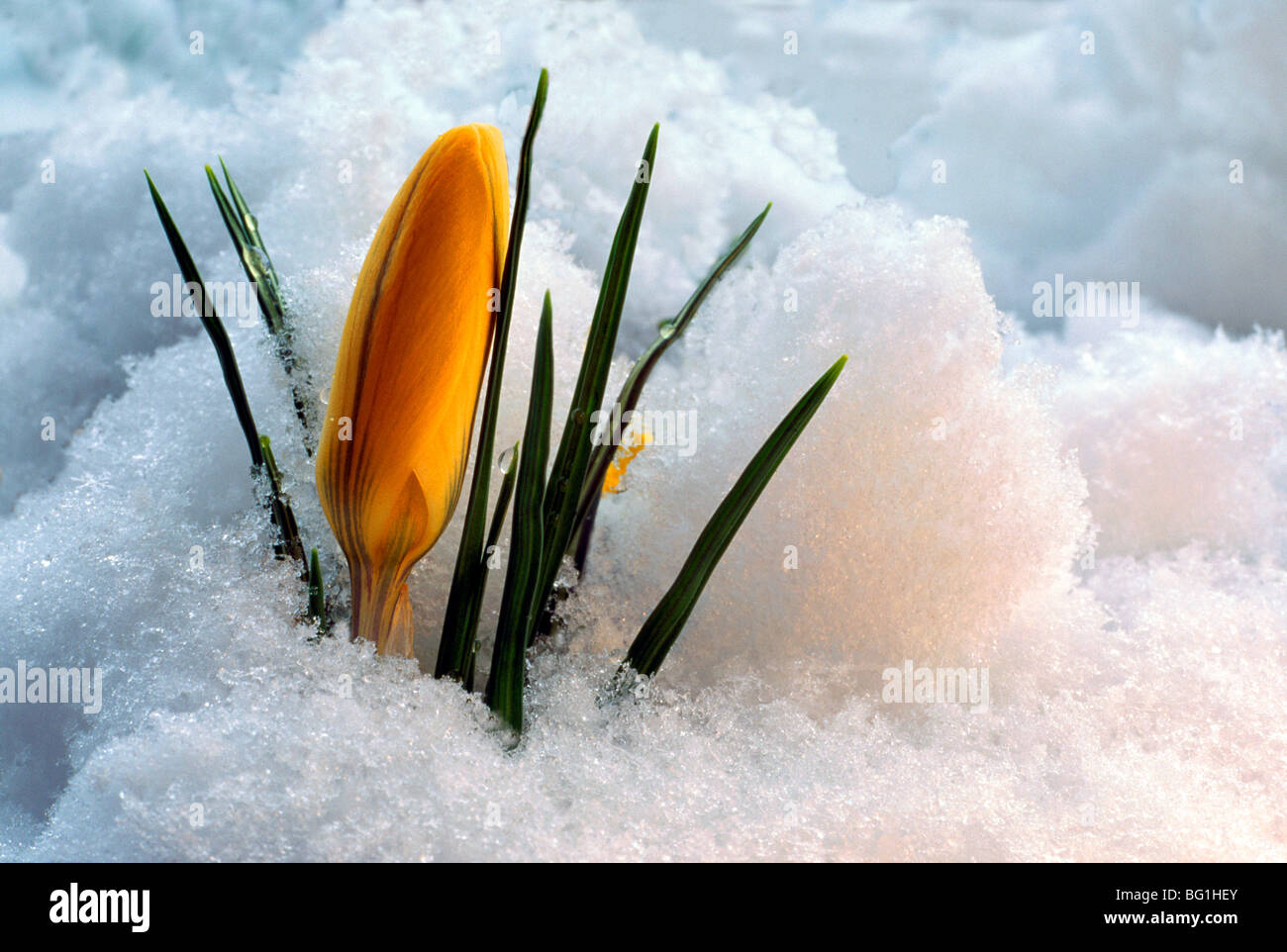 Yellow Crocus Flower blooming in Snow Stock Photo - Alamy