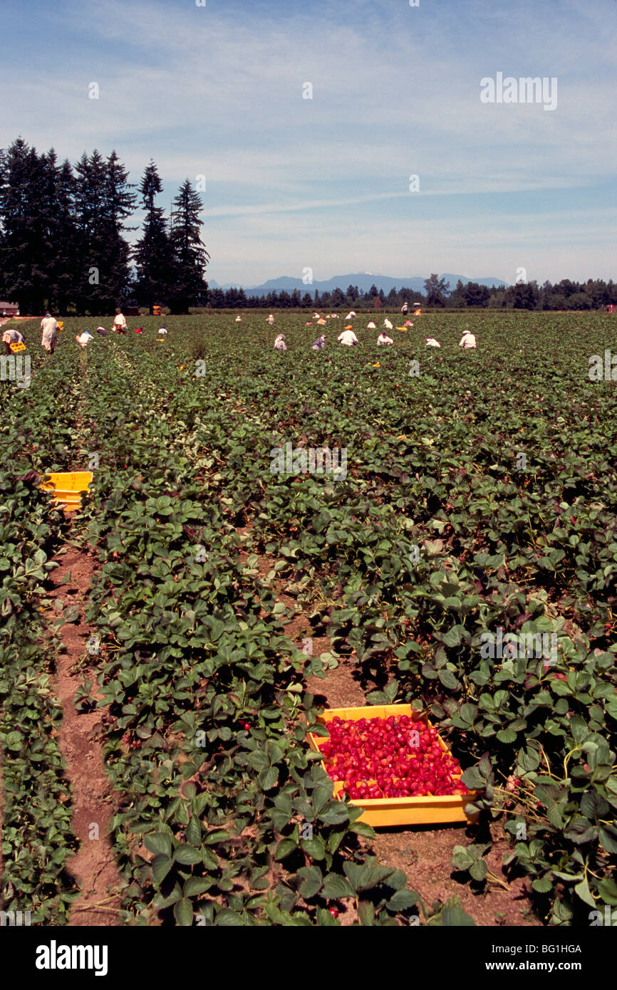Indian farmer picking fruit hi-res stock photography and images - Alamy
