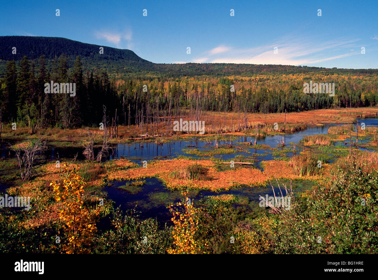 Marsh and Boreal Forest near Chetwynd, Northern BC, British Columbia ...