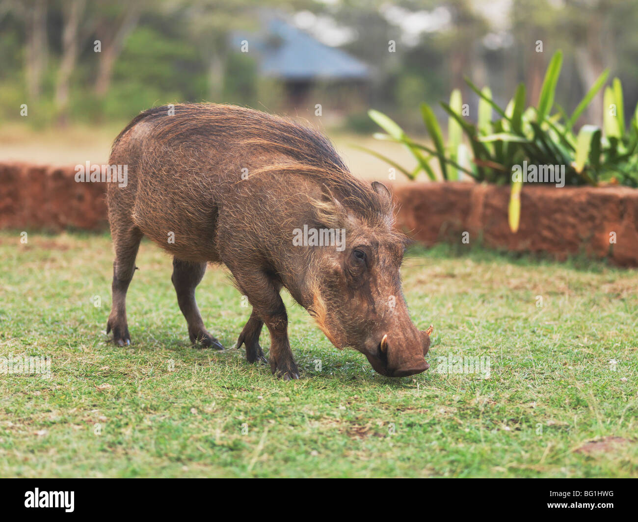Walking warthog hi-res stock photography and images - Alamy