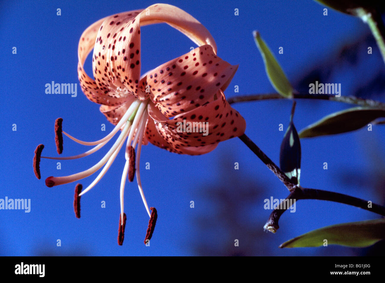 Lilium lilly lily lilium single one hi-res stock photography and images ...