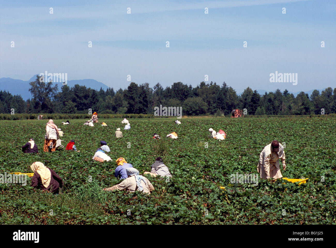 Fraser Valley, BC, British Columbia, Canada - Migrant Farm Workers ...