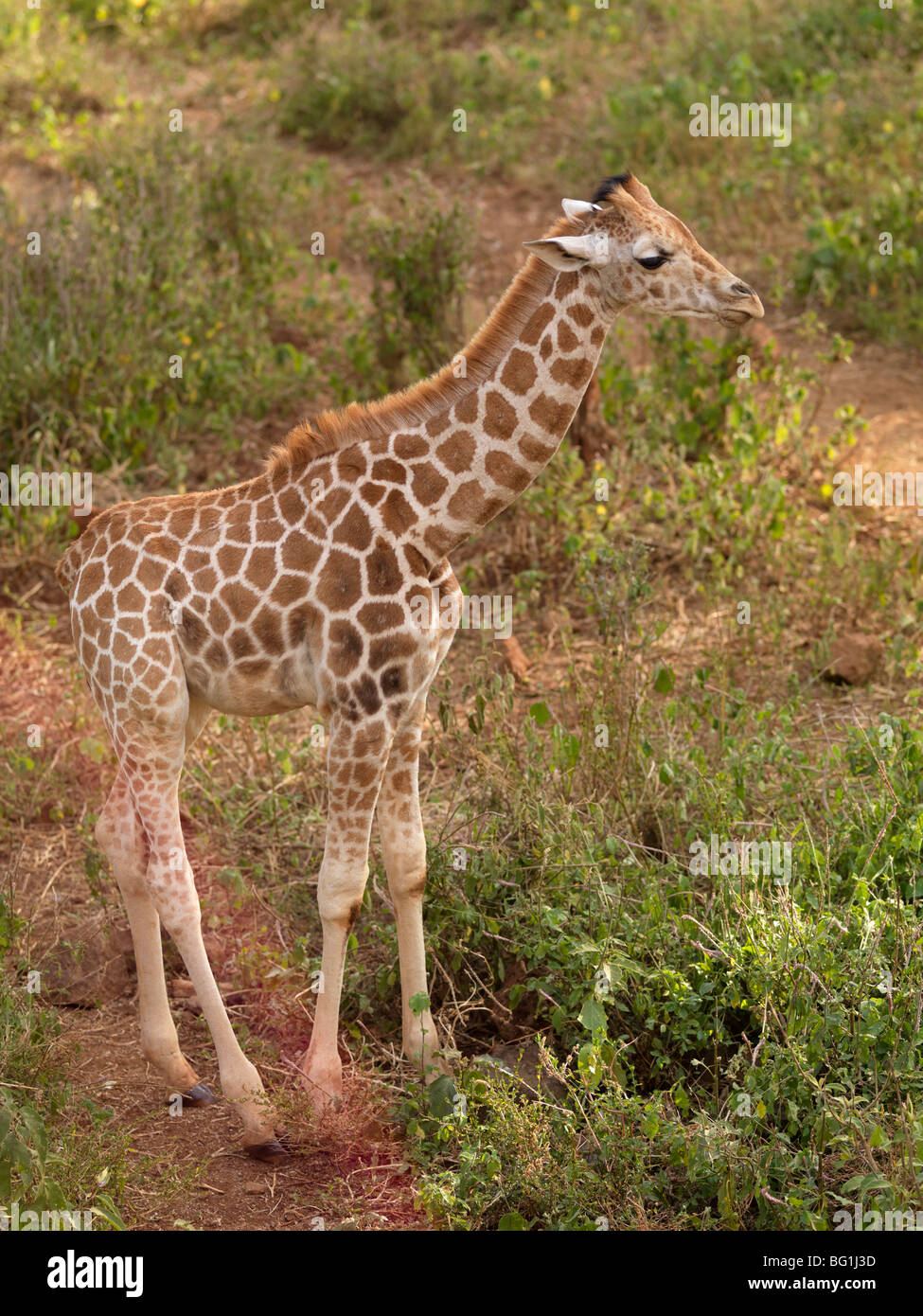 Giraffe and grass hi-res stock photography and images - Alamy