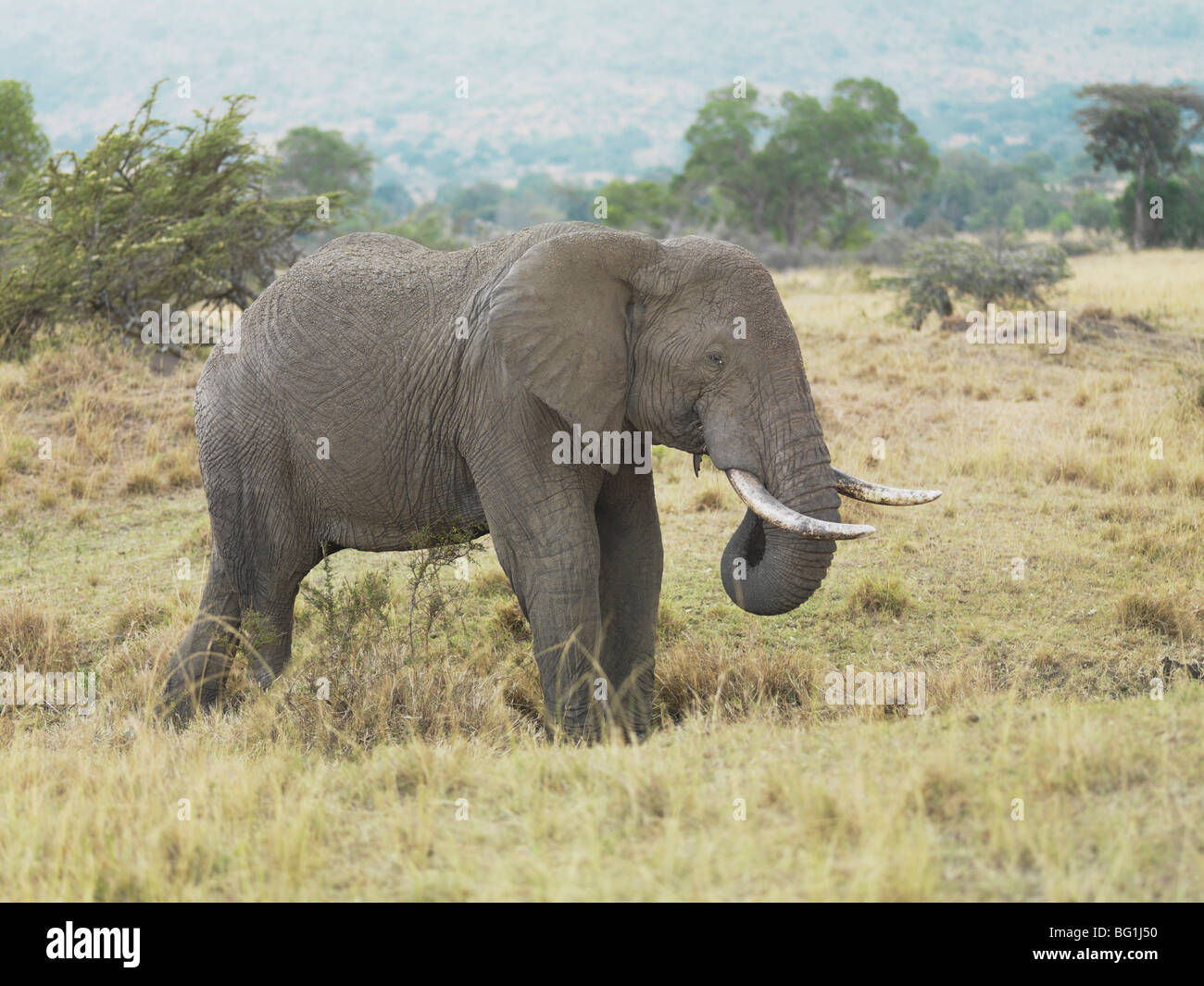Elephant with tusks Stock Photo - Alamy
