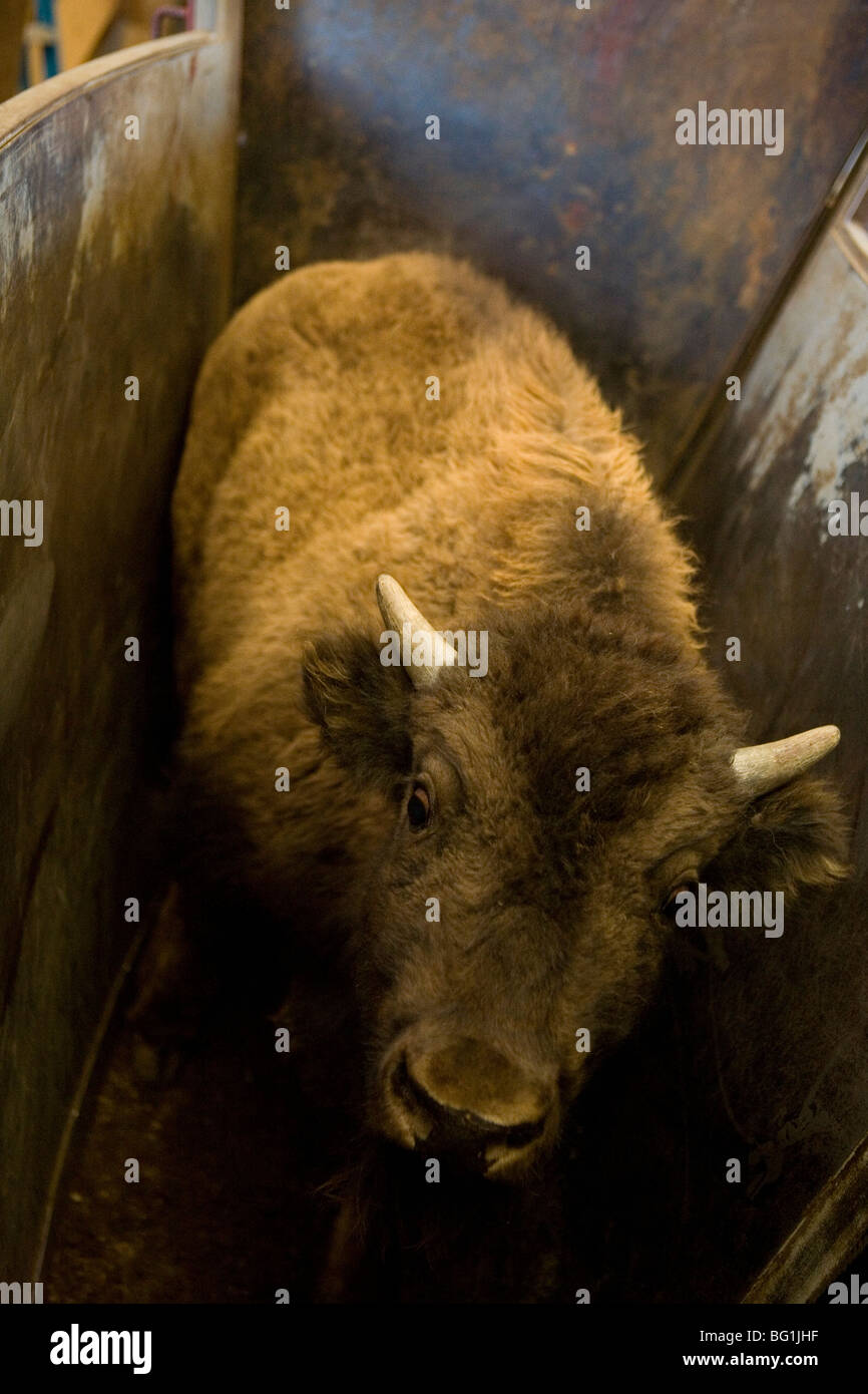 young bison calf in squeeze chute Stock Photo - Alamy