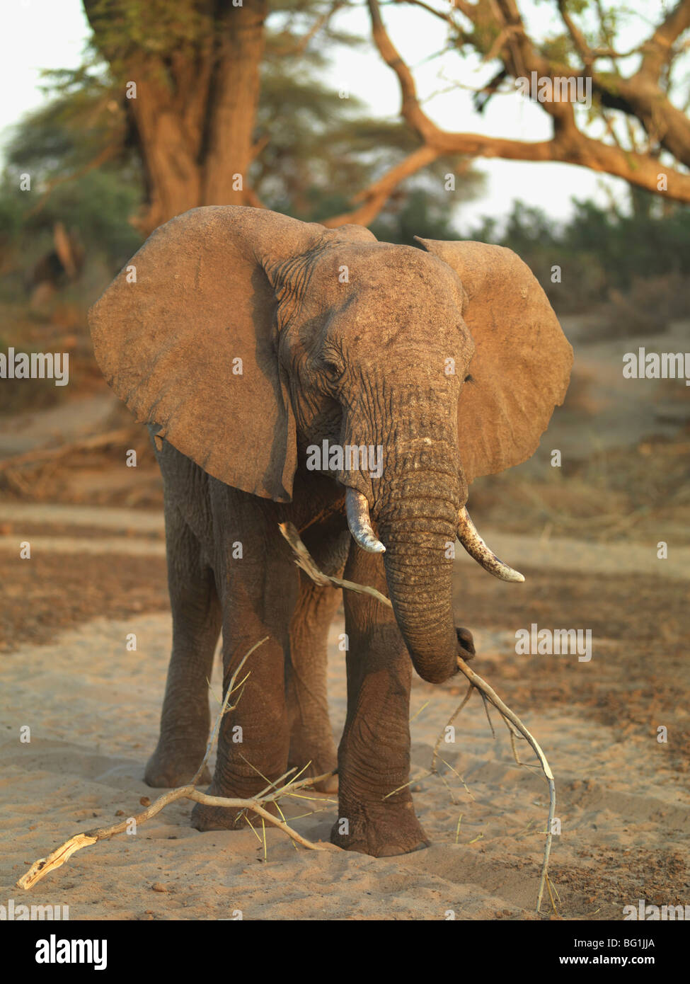 Elephant tree branches hi-res stock photography and images - Alamy