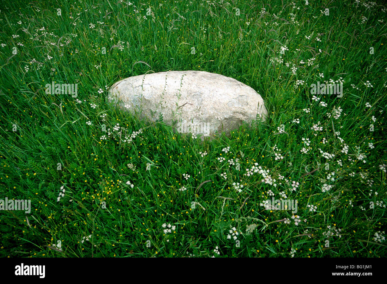 A large egg shaped rock in some tall grass, Leh, Ladakh, India Stock ...