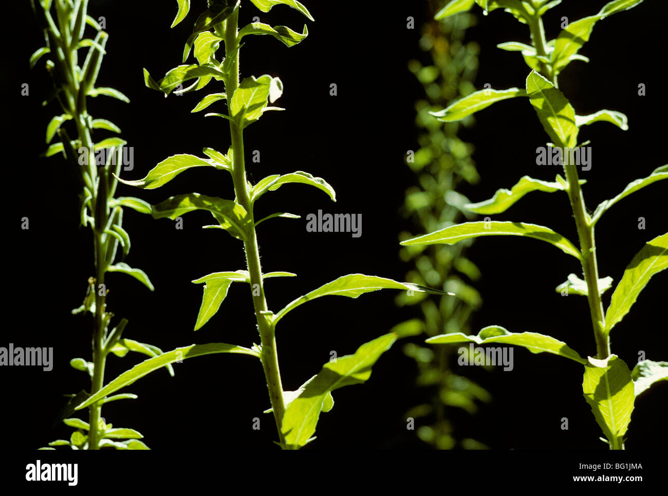 Tall vertical vines in The Santa Barbara Botanical Gardens, Santa ...
