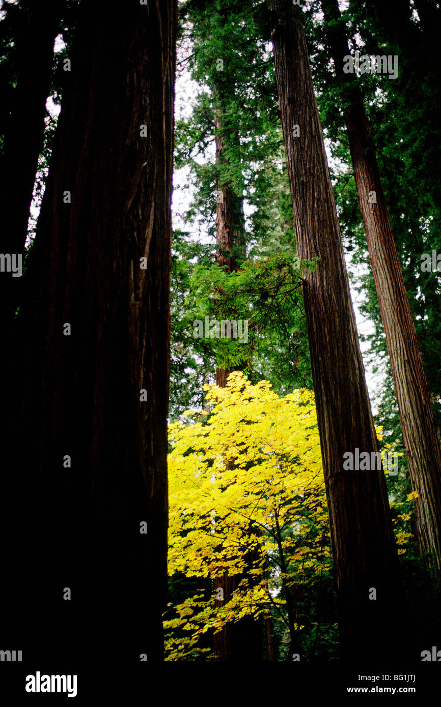 Fall leaves through redwood trees, Redwood National Park, California ...