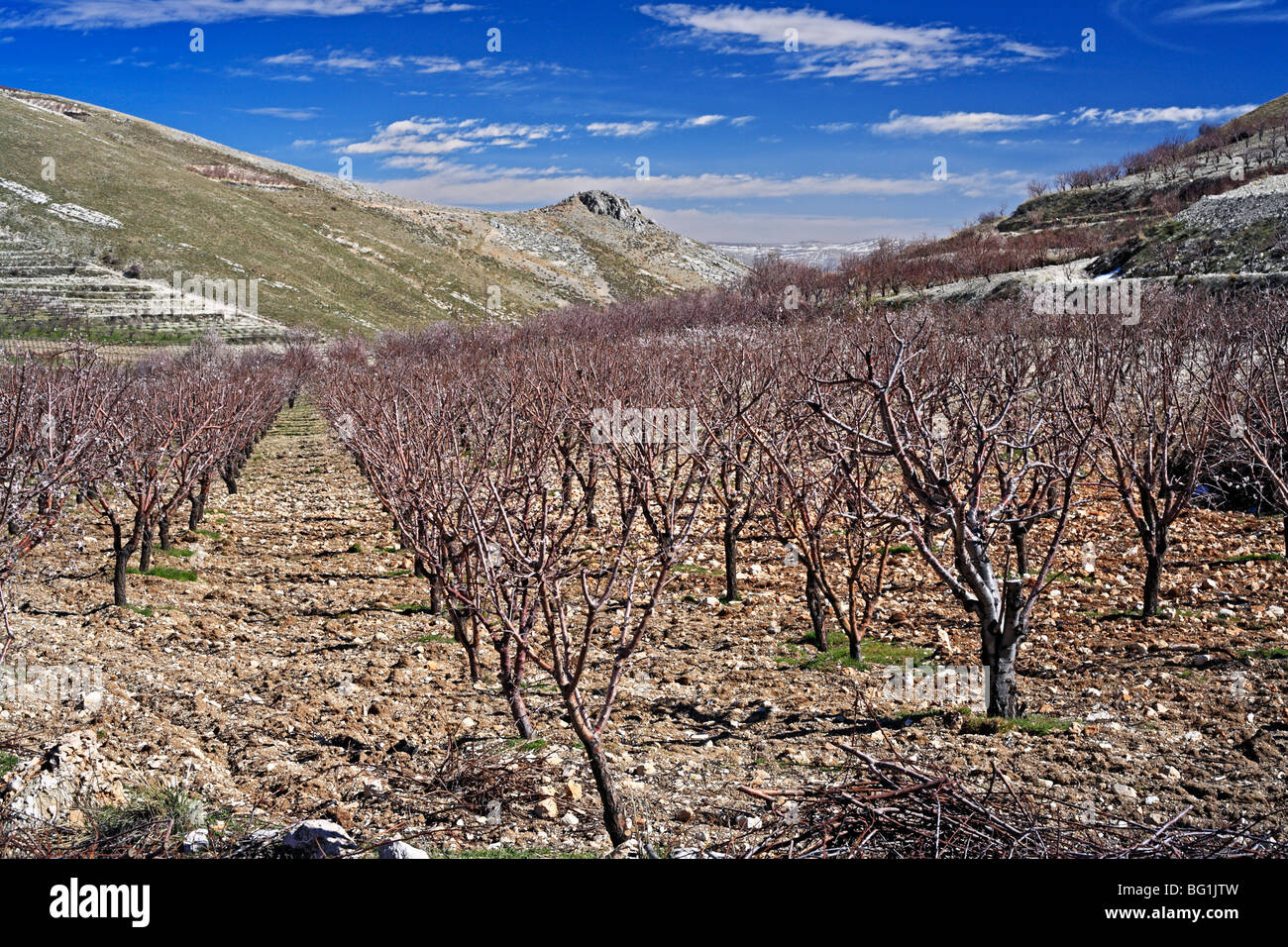 Niha, Bekaa valley, Lebanon Stock Photo - Alamy