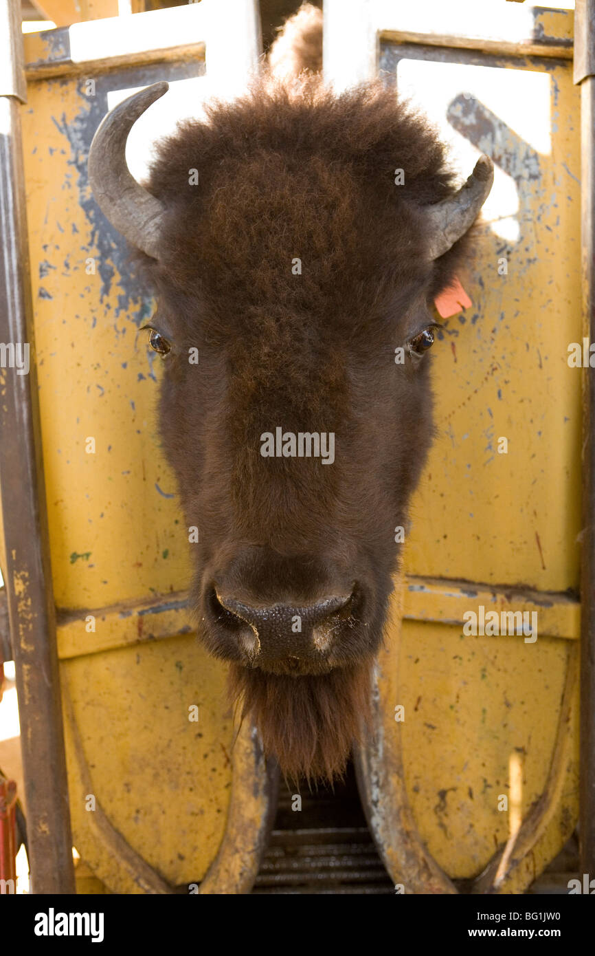 Plains bison head hi-res stock photography and images - Alamy