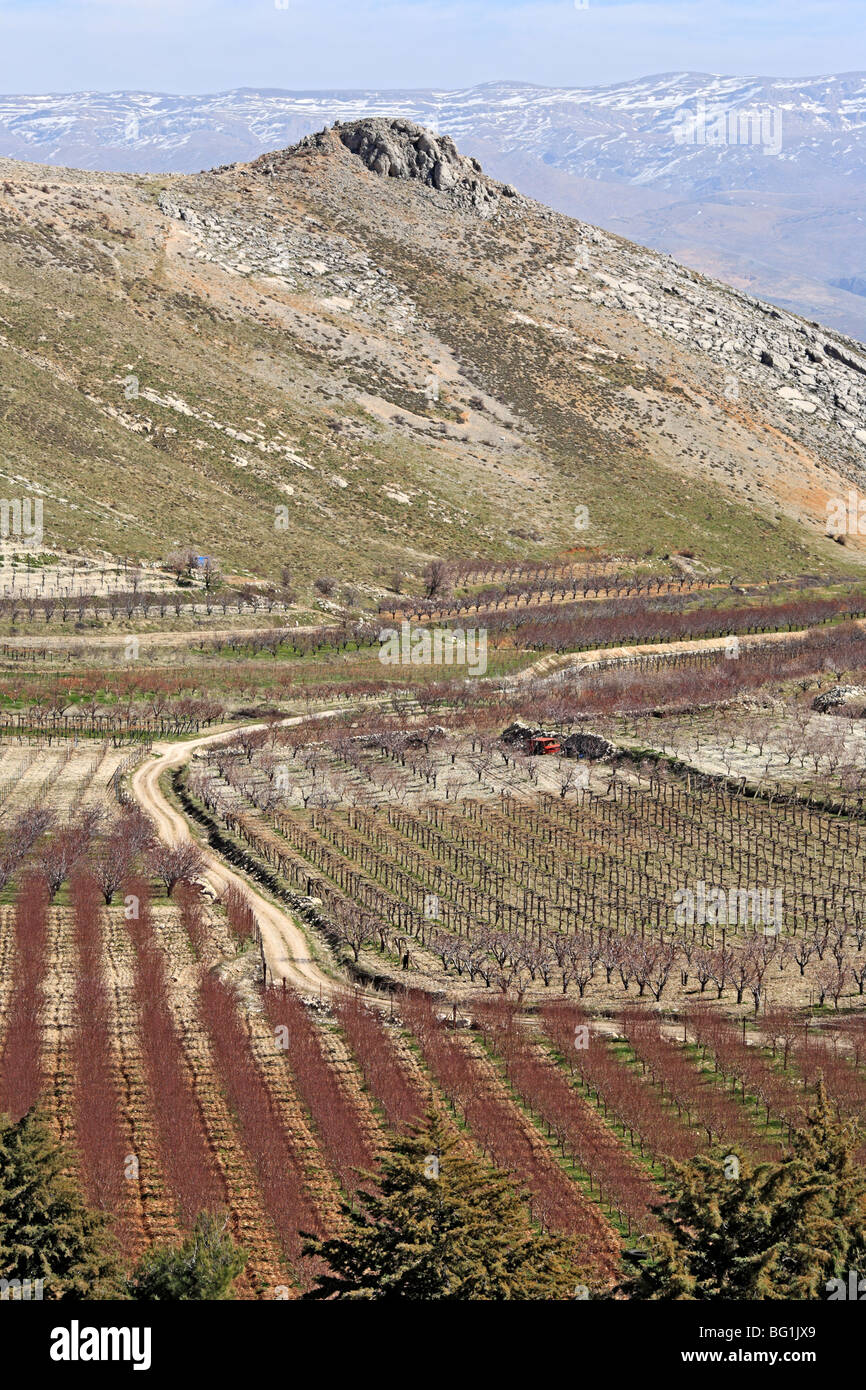 Niha, Bekaa valley, Lebanon Stock Photo - Alamy