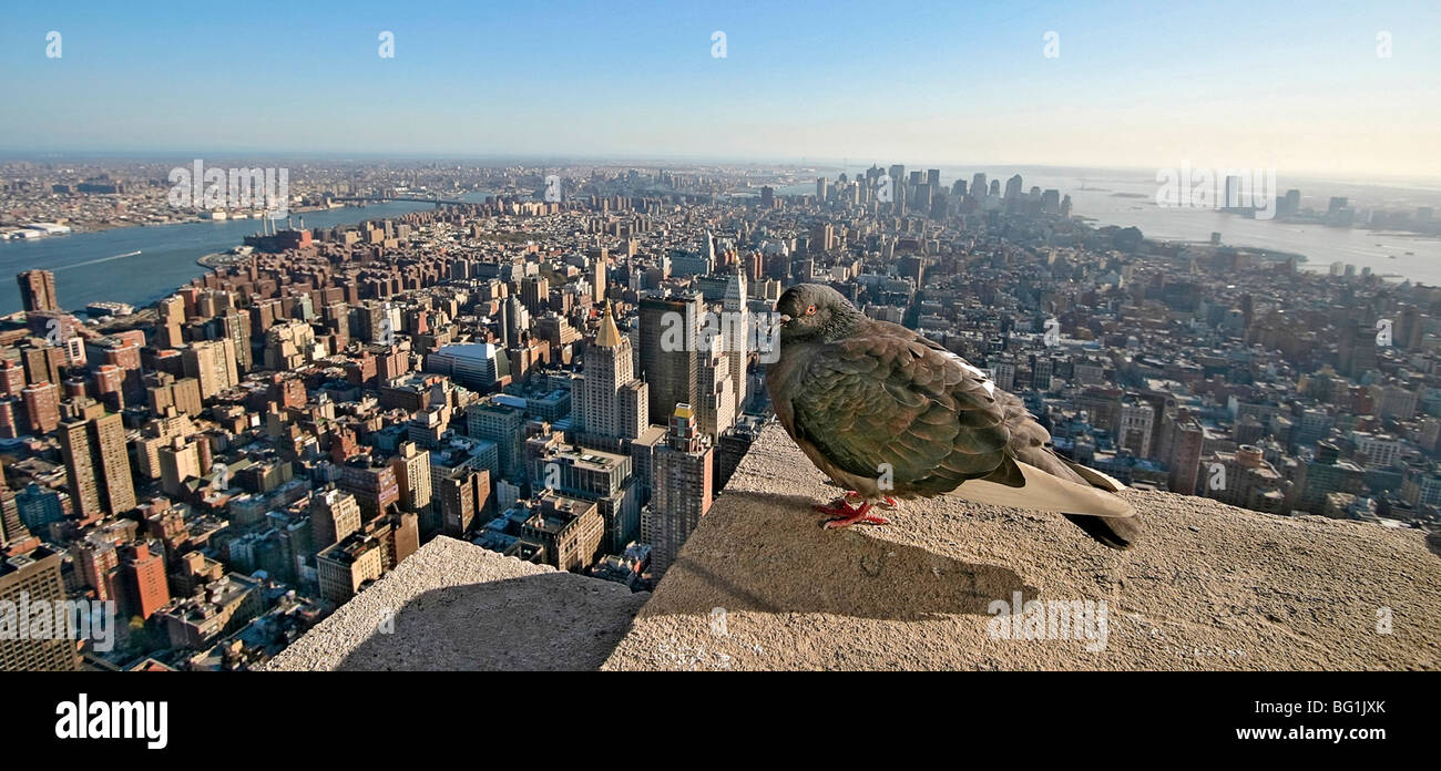 Pigeon sits on ledge of Empire State Building observation tower. Lower ...
