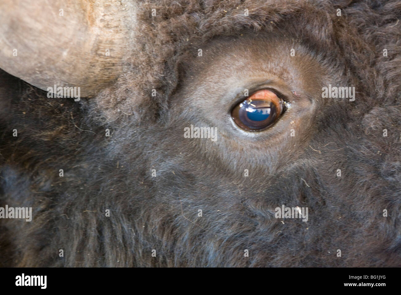 Close up of bison hi-res stock photography and images - Alamy