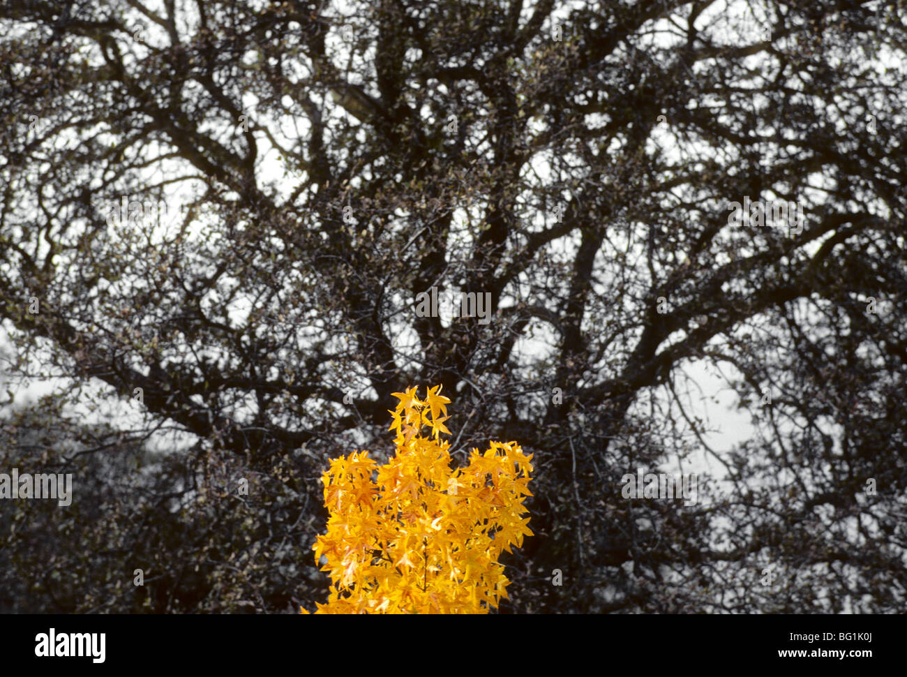 Fall leaves in the forest, Sequoia National Park, California Stock ...