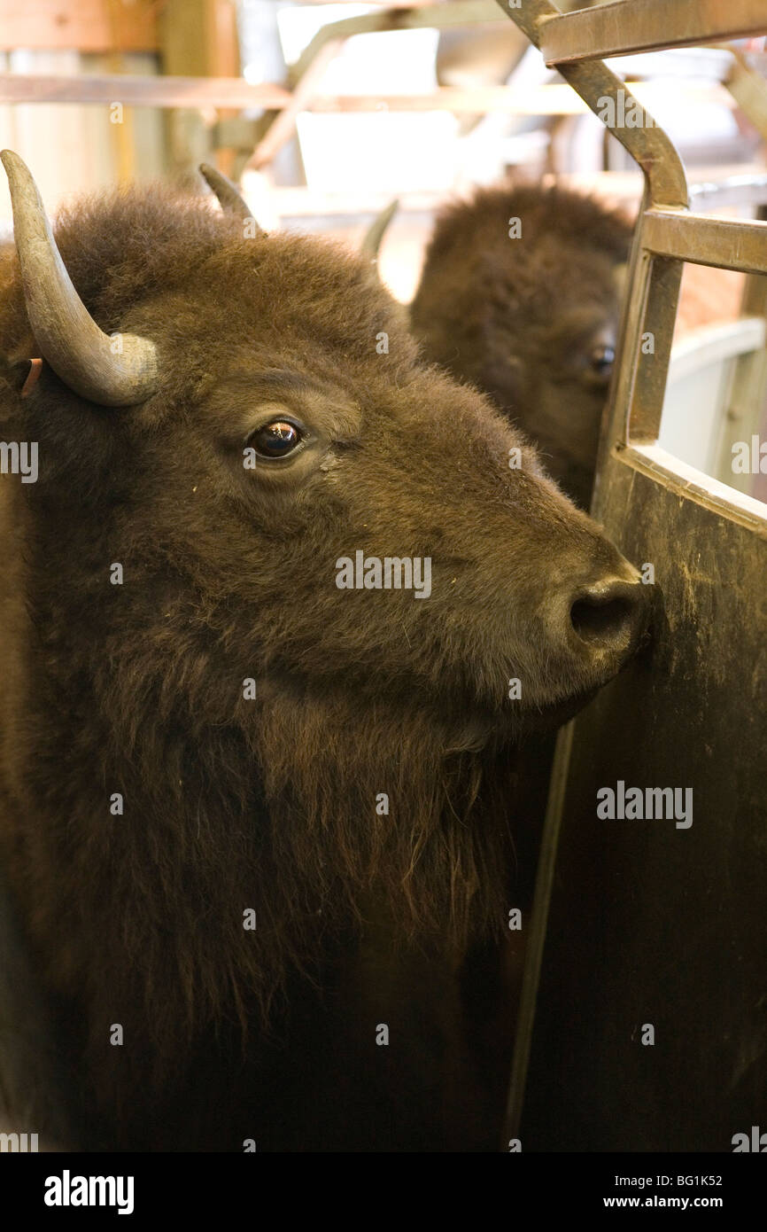 two bison in squeeze chute Stock Photo - Alamy