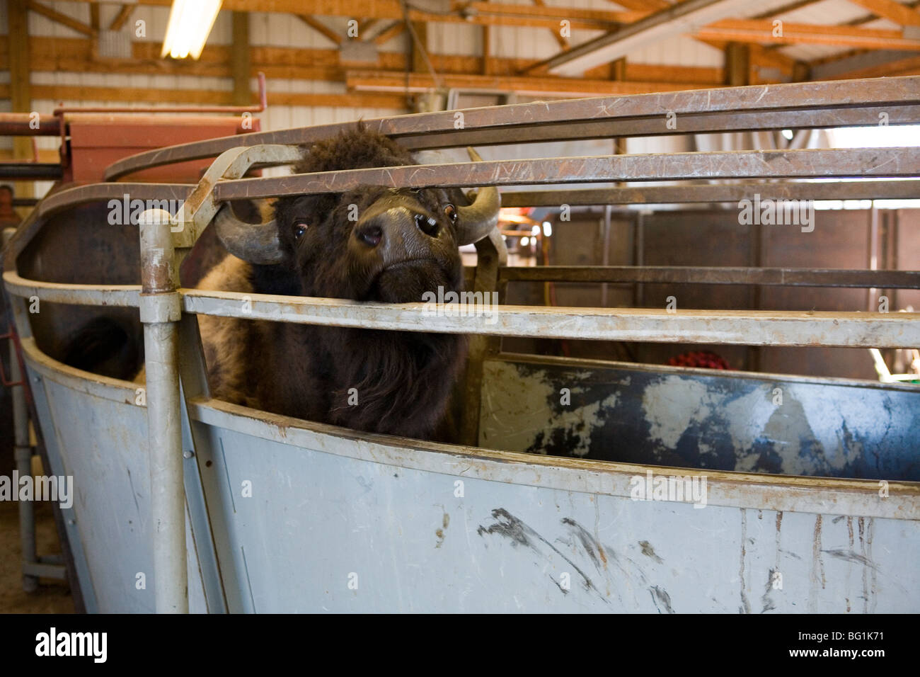 Bison bull in a squeeze chute Stock Photo - Alamy