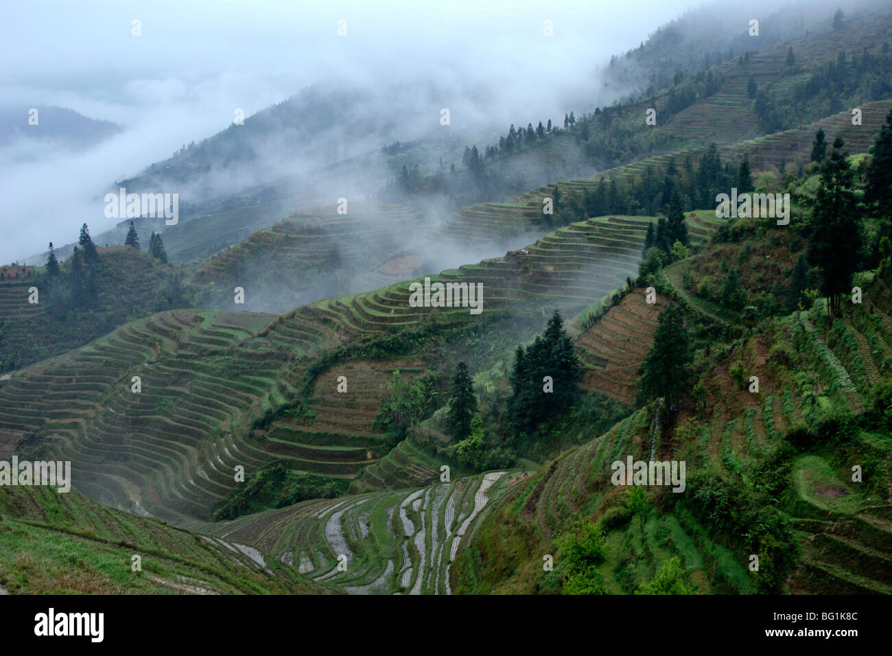 Misty rice terraces of Longsheng, Guangxi, China Stock Photo - Alamy
