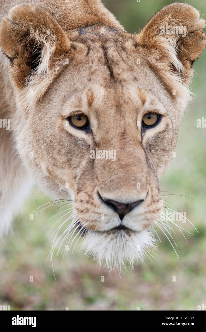Watching lioness hi-res stock photography and images - Alamy