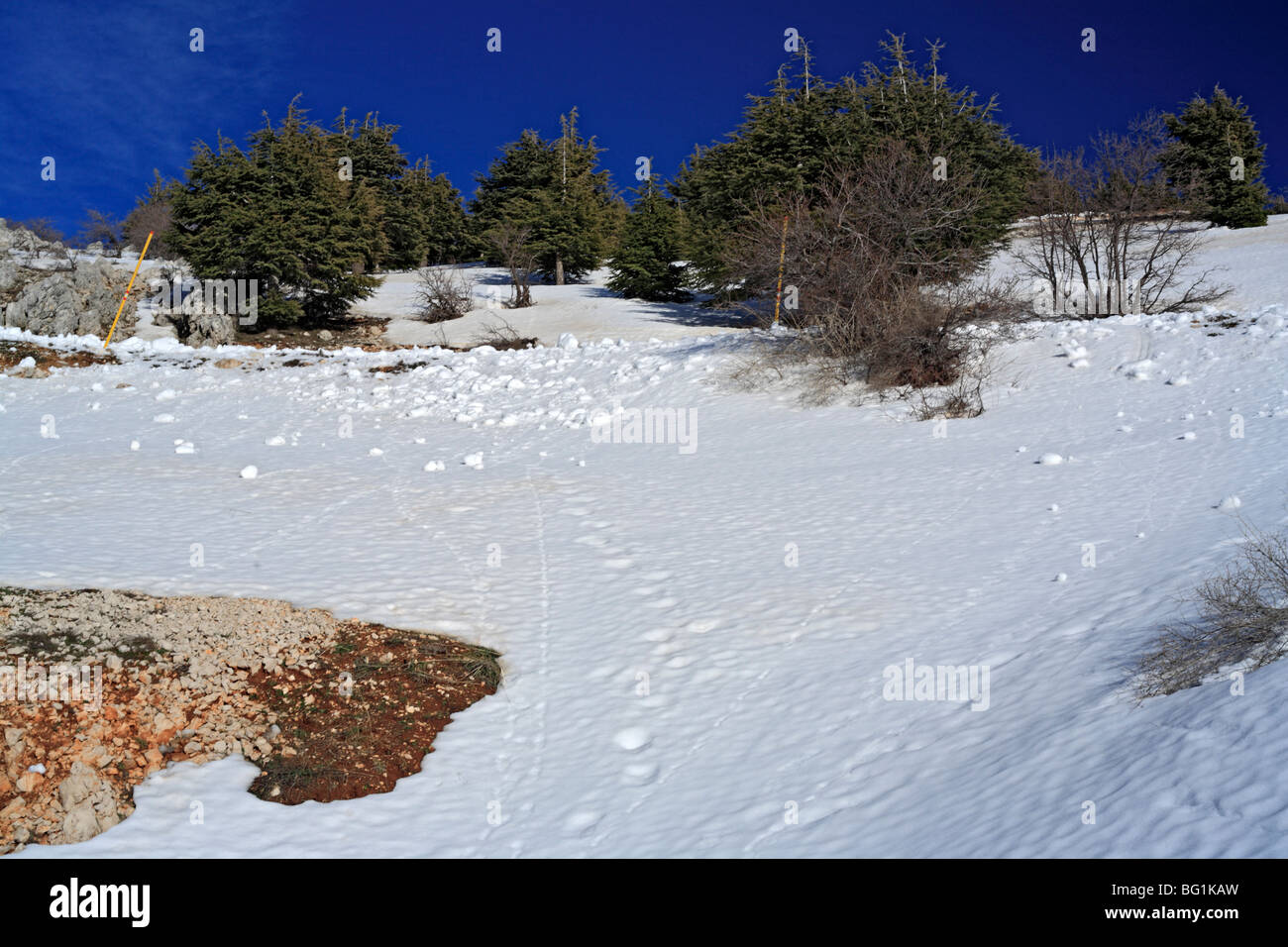 Al Shouf Cedar Nature Reserve, near Maaser esh-Shouf, Lebanon mountains ...