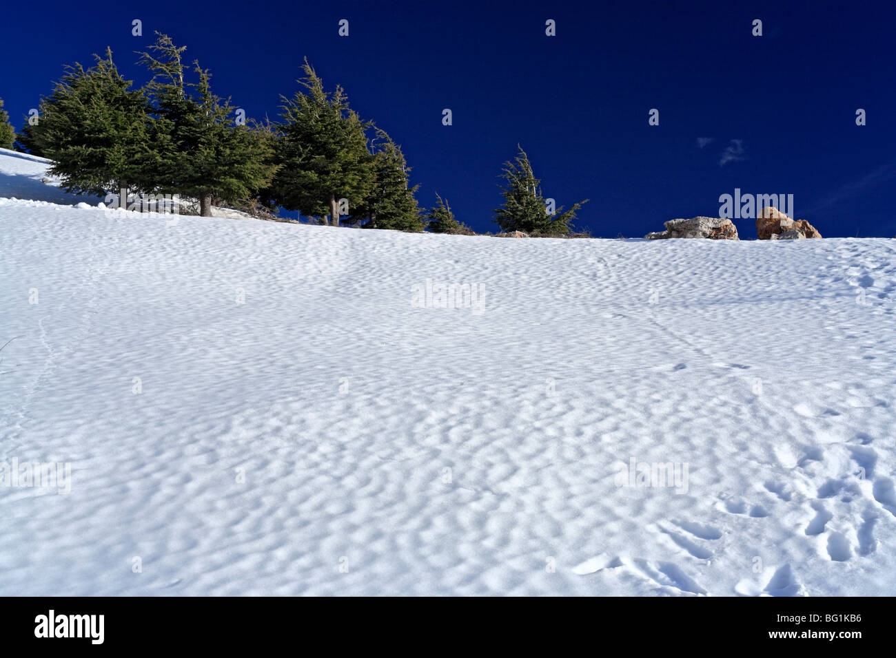 Al shouf cedar nature reserve hi-res stock photography and images - Alamy