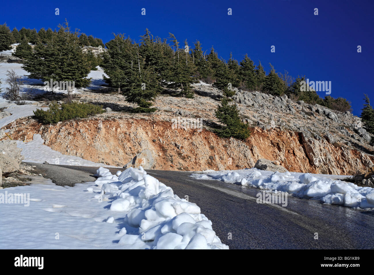Al Shouf Cedar Nature Reserve, near Maaser esh-Shouf, Lebanon mountains ...
