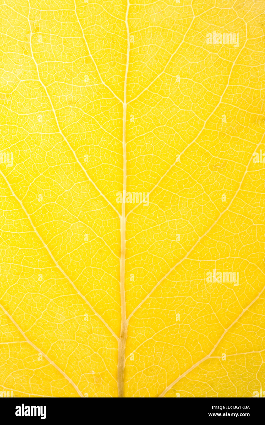 close up of aspen leaf Stock Photo - Alamy