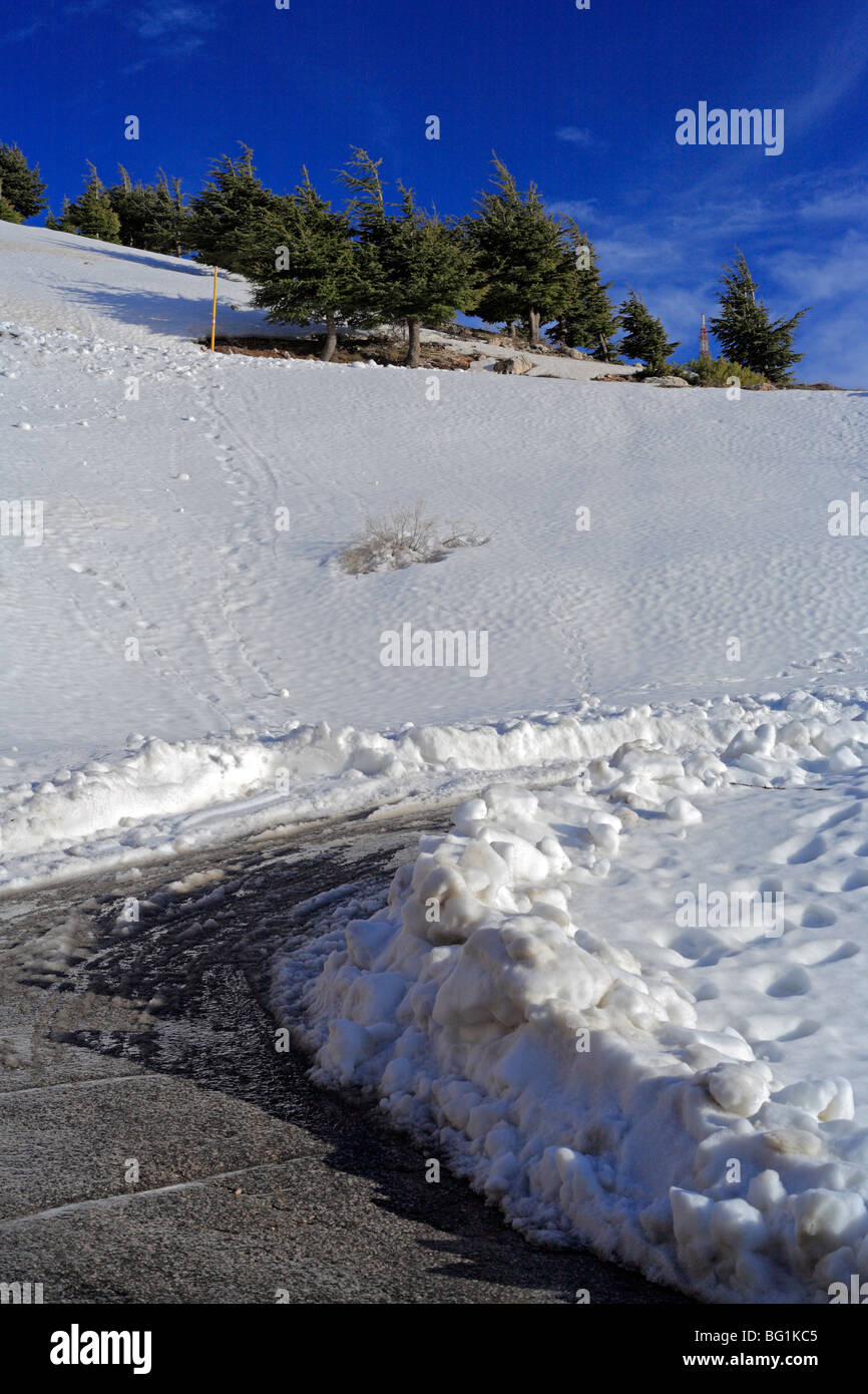 Al shouf cedar nature reserve hi-res stock photography and images - Alamy