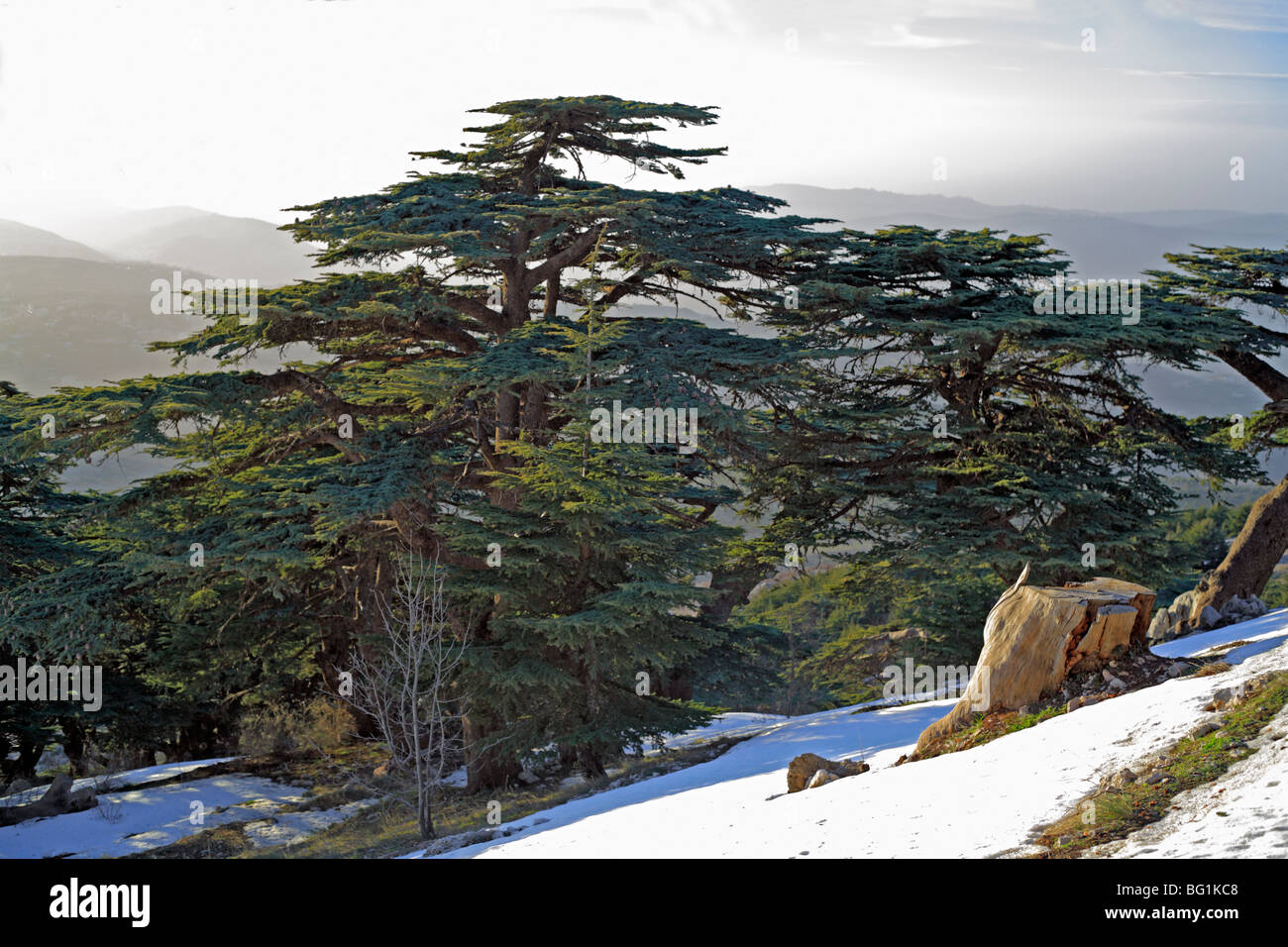 Al Shouf Cedar Nature Reserve, near Maaser esh-Shouf, Lebanon mountains ...