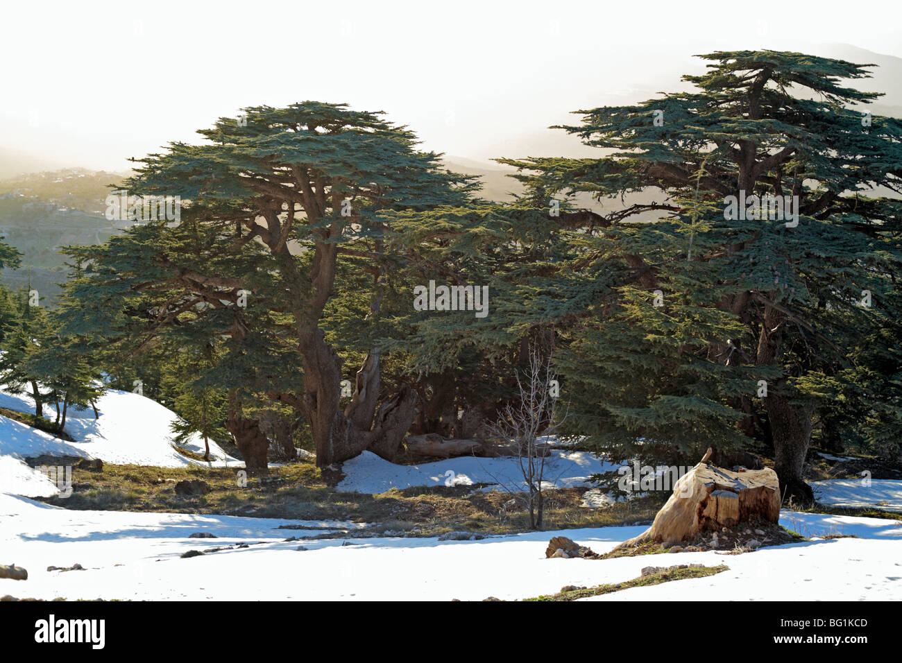 Al shouf cedar nature reserve hi-res stock photography and images - Alamy