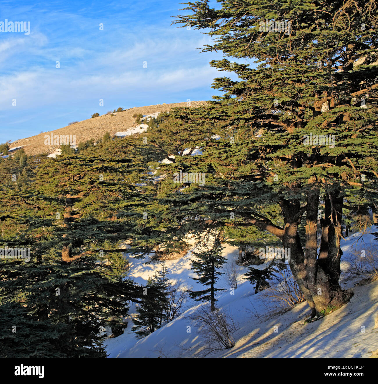 Al Shouf Cedar Nature Reserve, near Maaser esh-Shouf, Lebanon mountains ...