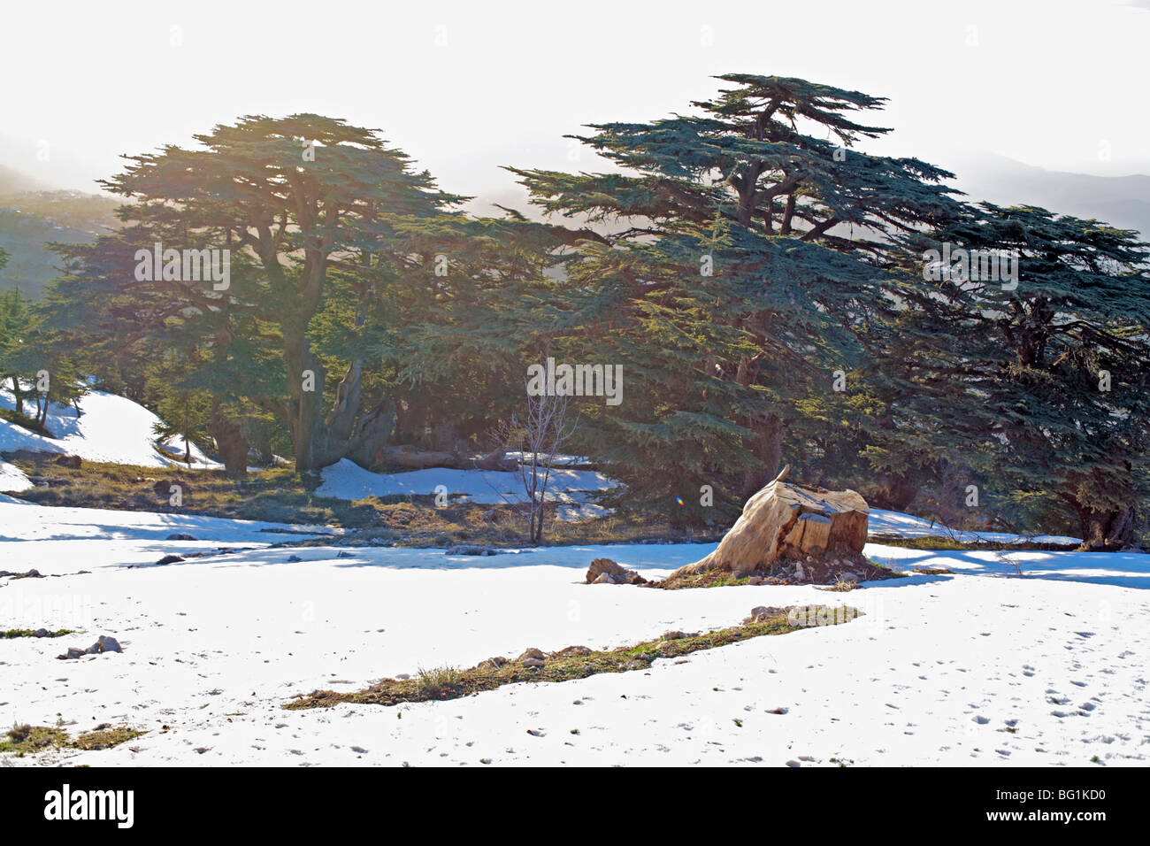 Al Shouf Cedar Nature Reserve, near Maaser esh-Shouf, Lebanon mountains ...