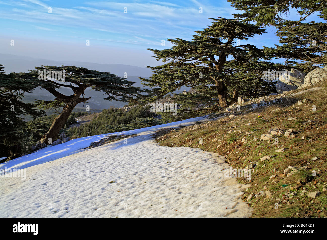 Al Shouf Cedar Nature Reserve, near Maaser esh-Shouf, Lebanon mountains ...