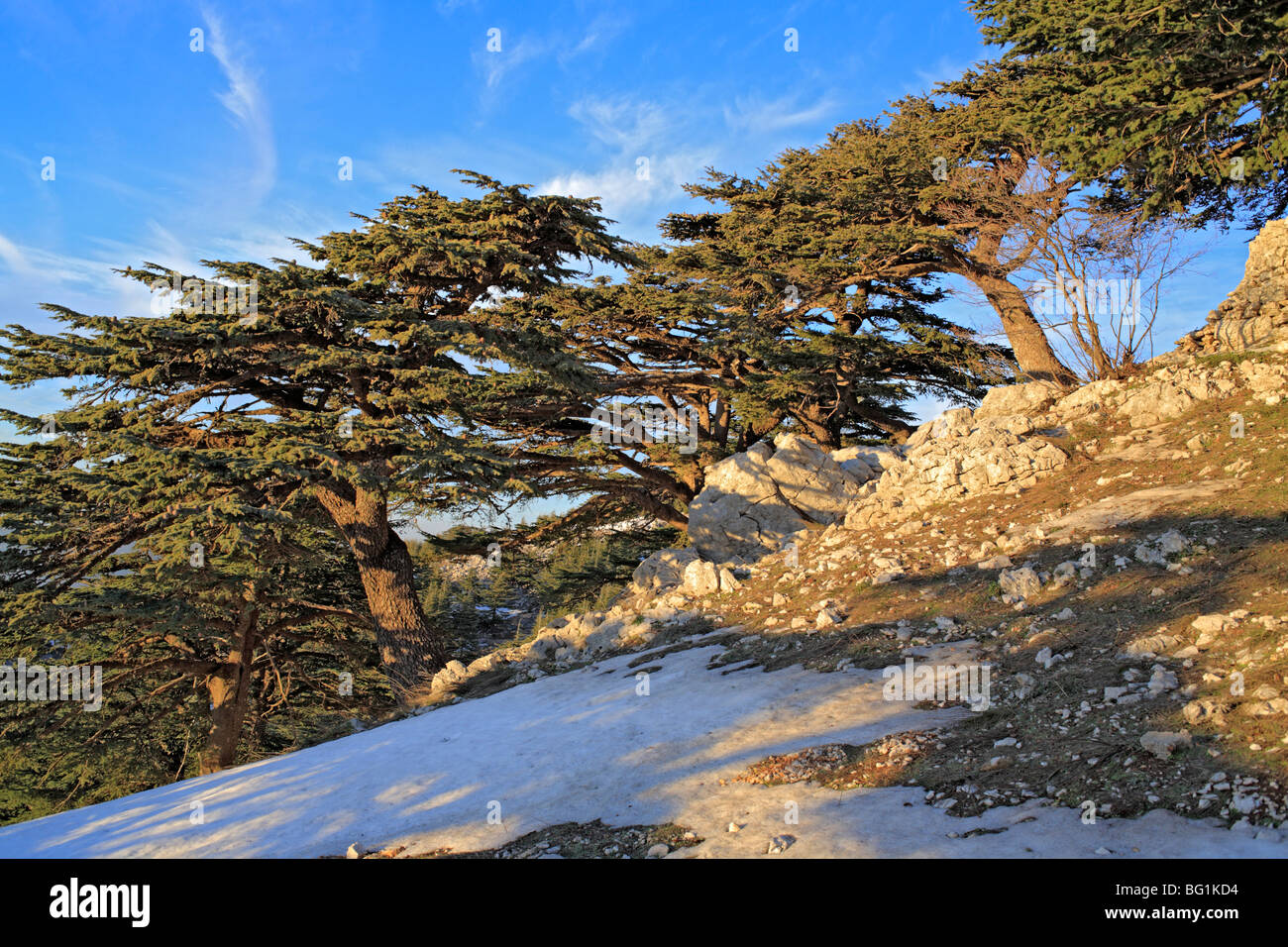 Al shouf cedar nature reserve hi-res stock photography and images - Alamy
