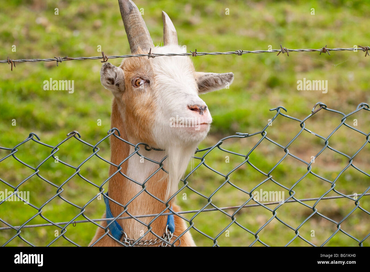 Goat behind barbed wire fence Stock Photo - Alamy
