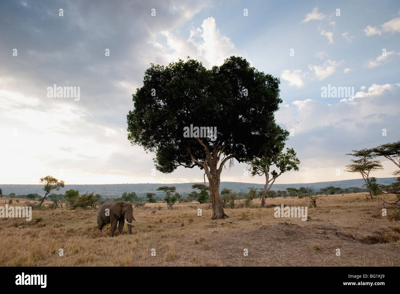 Elephant on an african landscape Stock Photo - Alamy