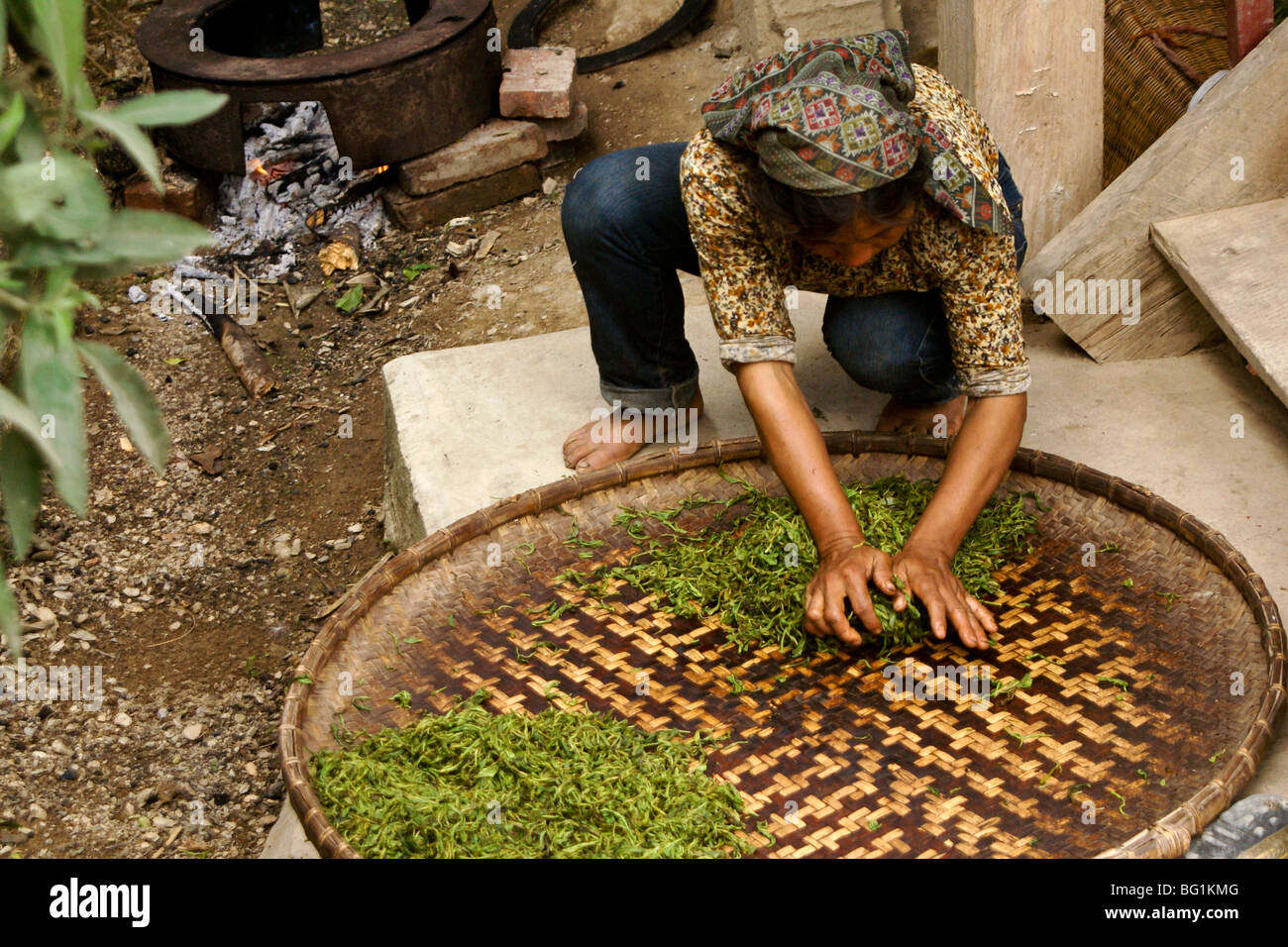 Tea processing hi-res stock photography and images - Alamy
