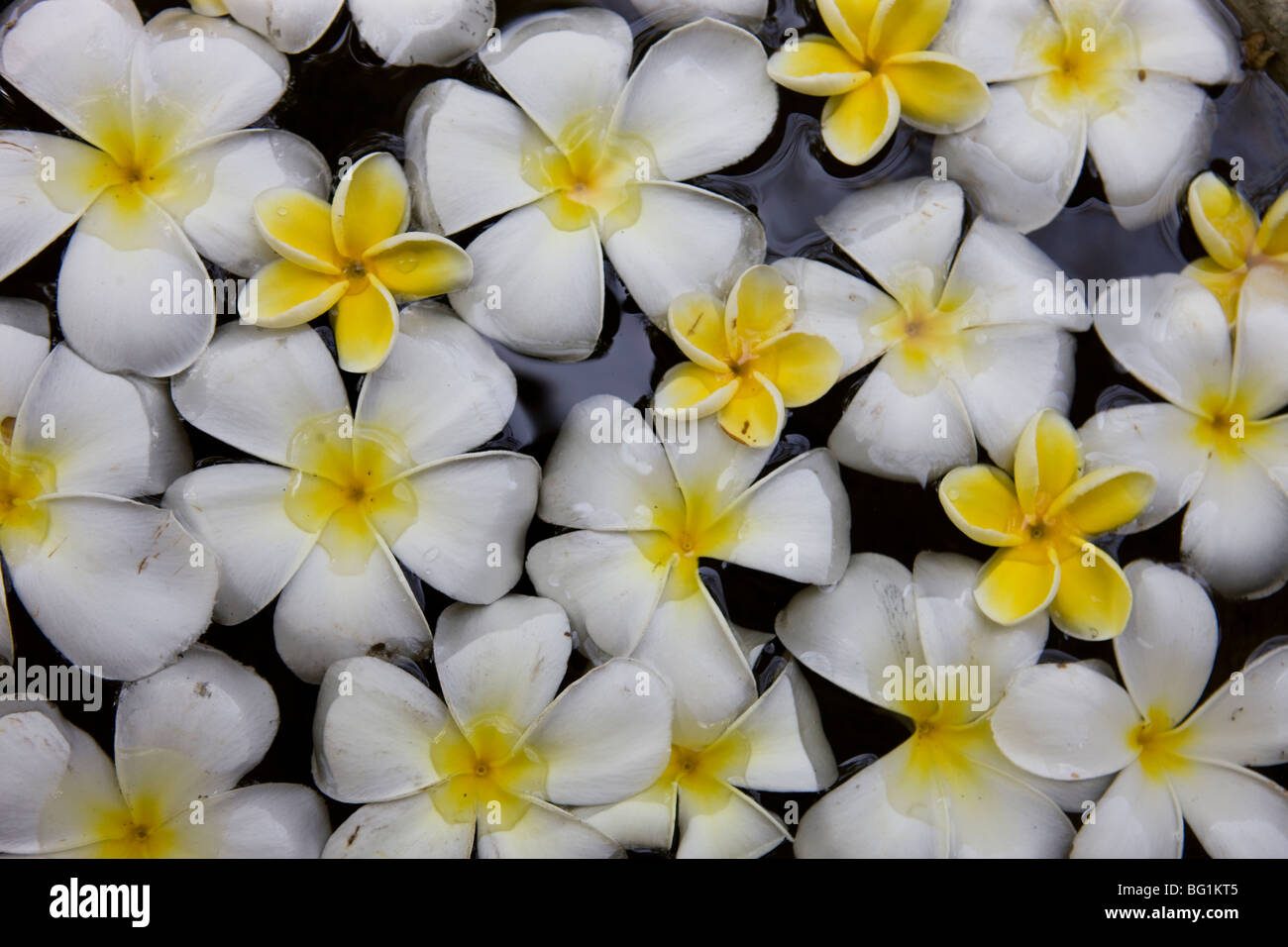 Sri lankan flowers hi-res stock photography and images - Alamy