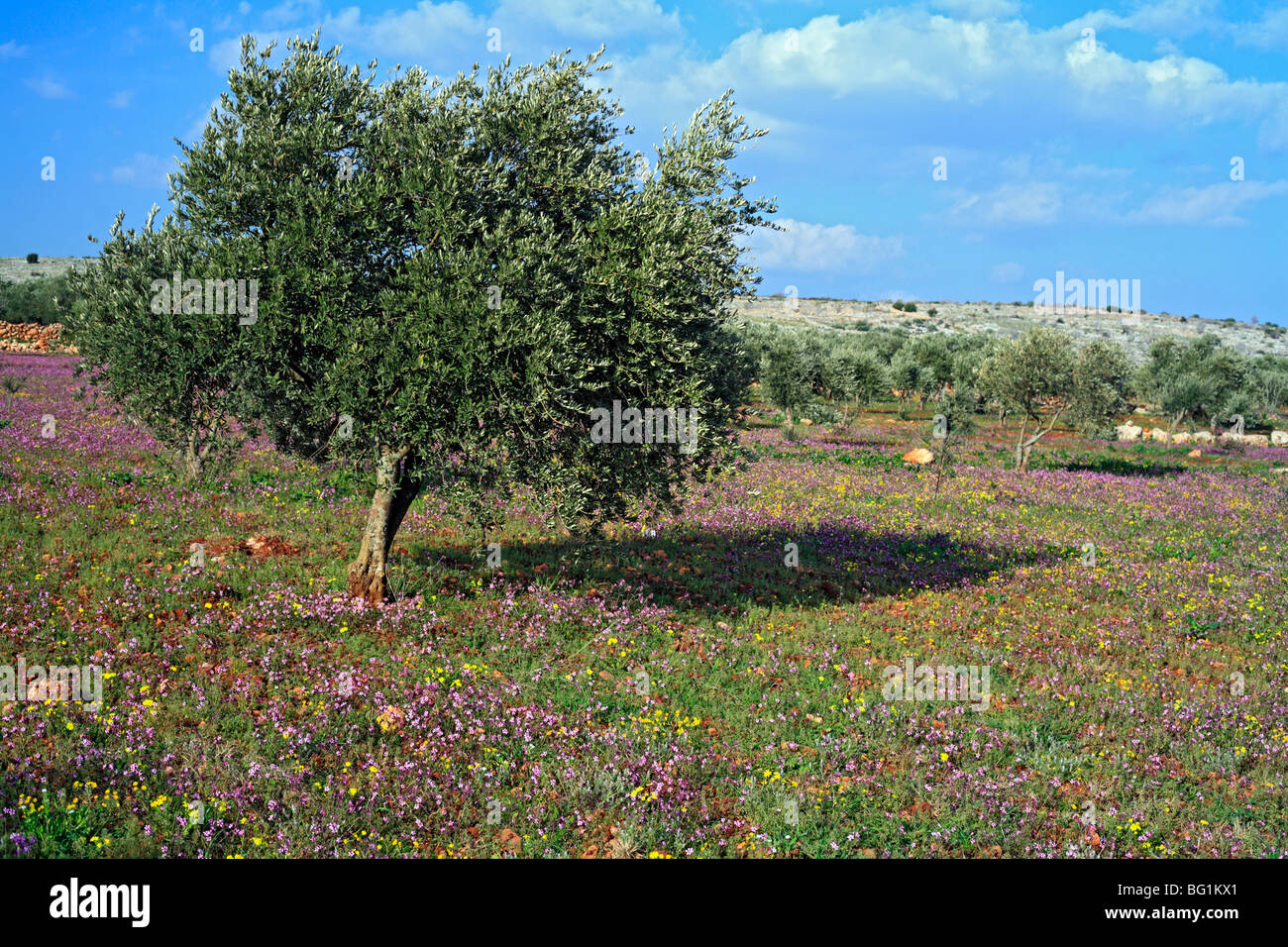 Green village syria hi-res stock photography and images - Alamy