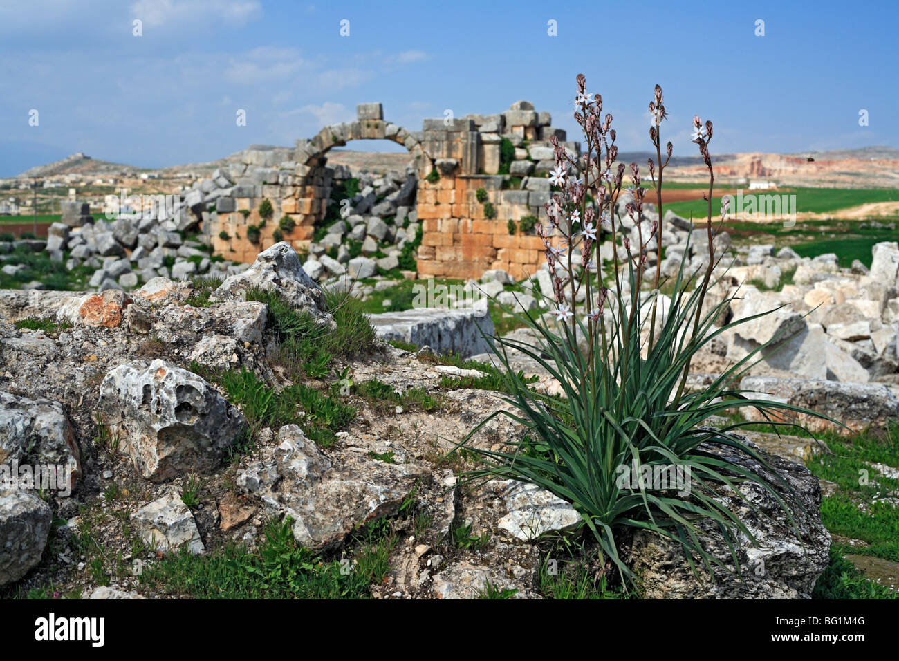 Ancient city Apamea (Apameia, Afamia), Syria Stock Photo - Alamy
