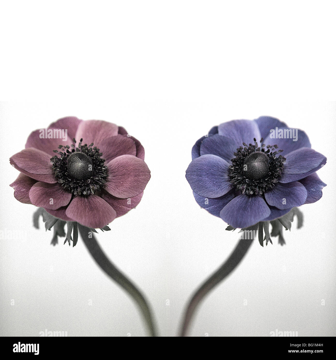 Mauve anemones hi-res stock photography and images - Alamy