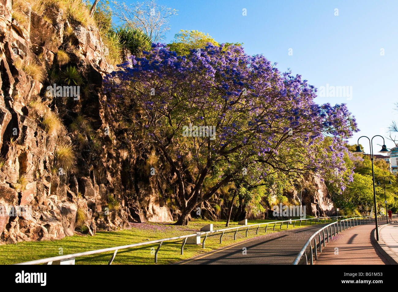 Jacaranda trees hi-res stock photography and images - Alamy