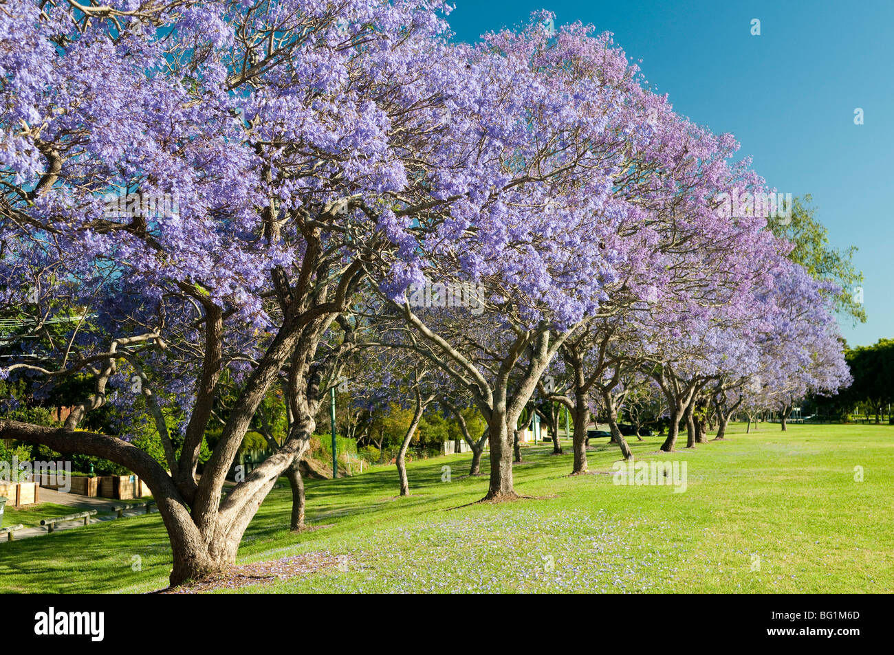 Jacaranda trees hi-res stock photography and images - Alamy