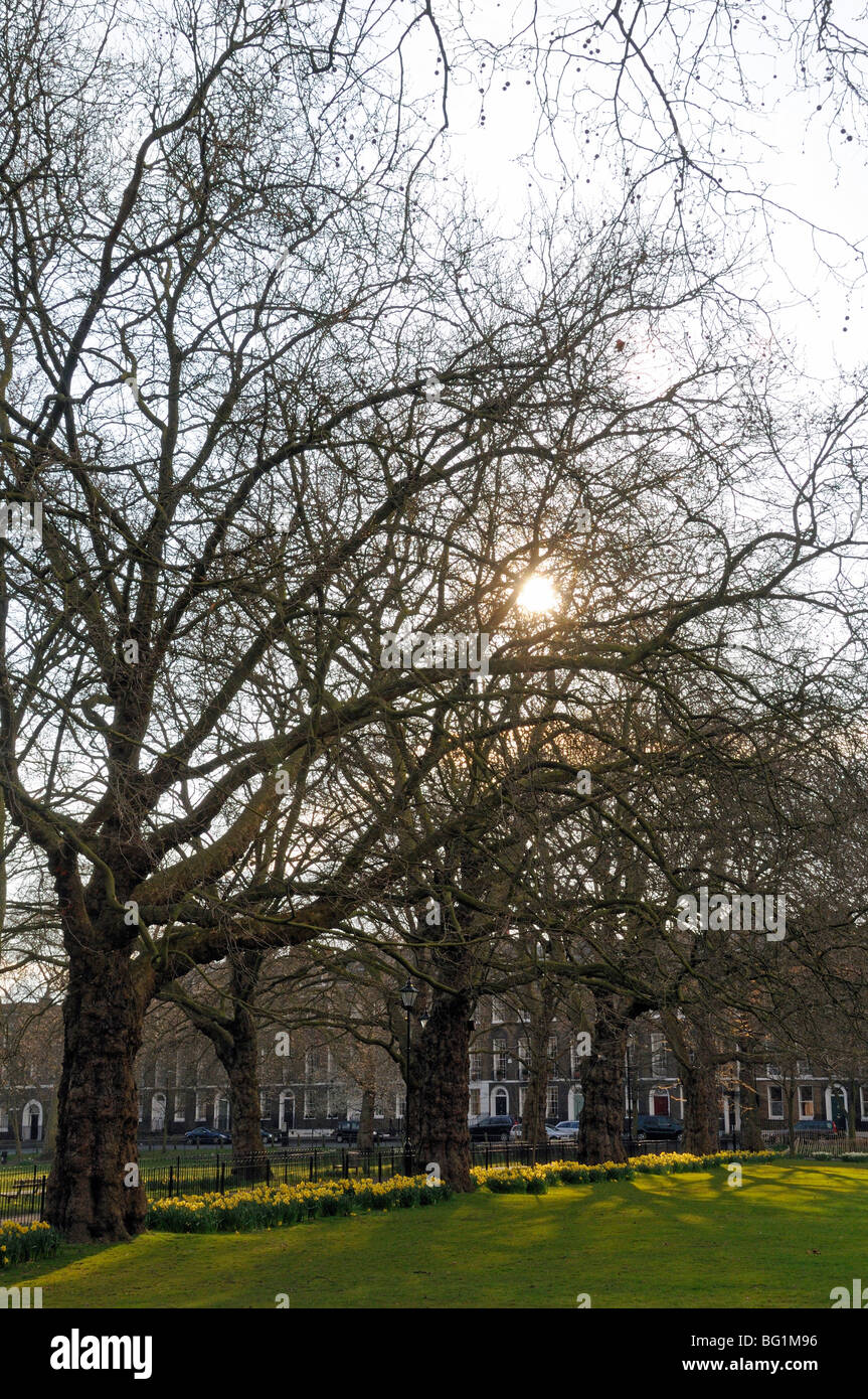 London plane tree hi-res stock photography and images - Alamy